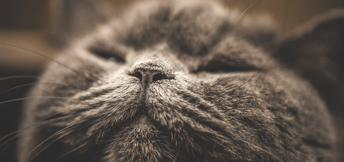 The Cat Connection Boarding and Grooming in Dallas, TX